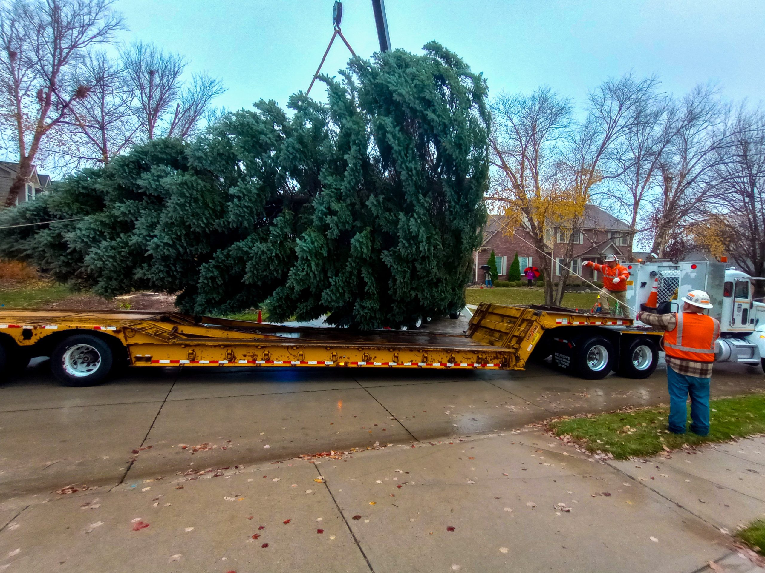This year's Christmas tree has arrived at the Durham Museum - The Reader